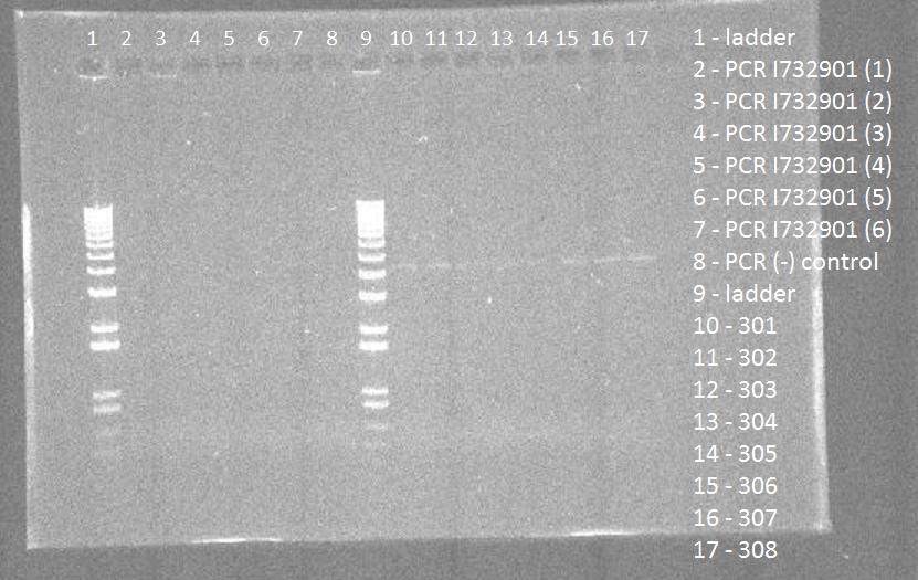 Team:Calgary/Notebook/Calendar/OriT - 2011.igem.org