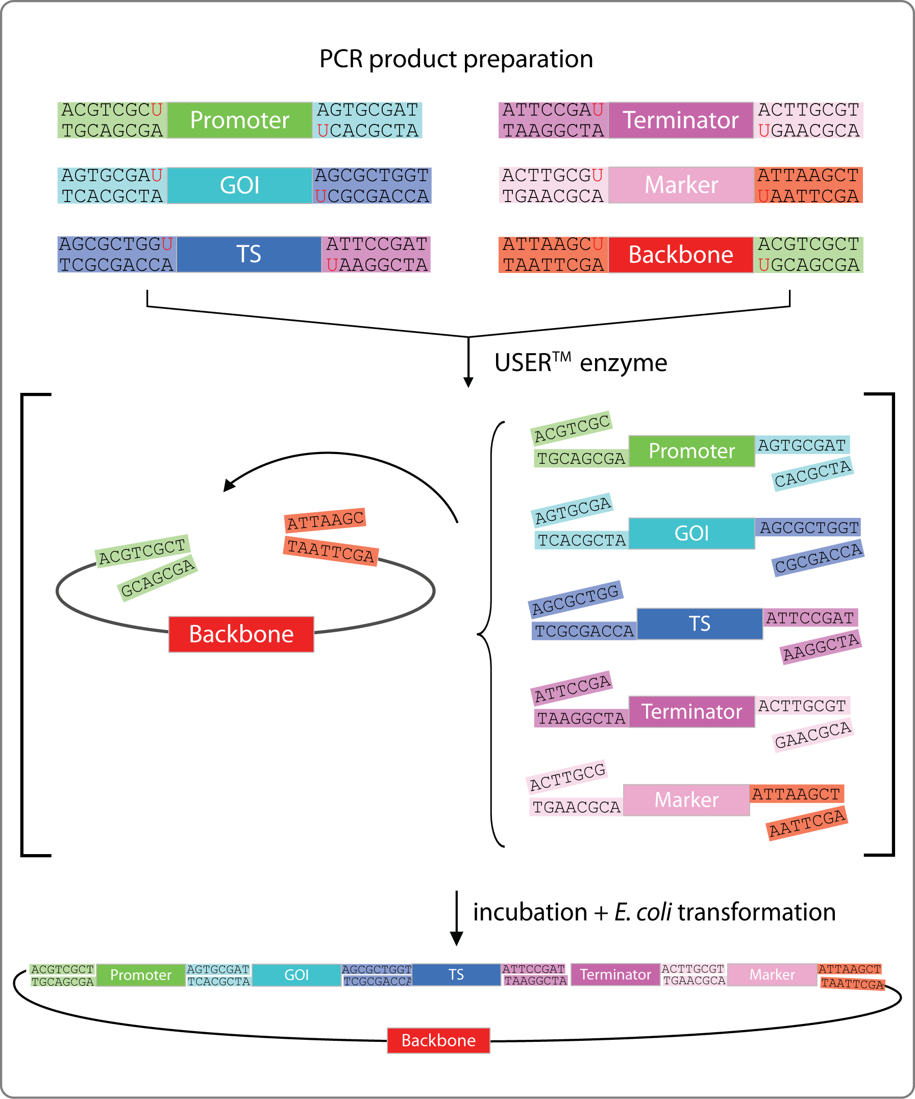 Team:DTU-Denmark-2/Project/PlugnplayAssembly - 2011.igem.org