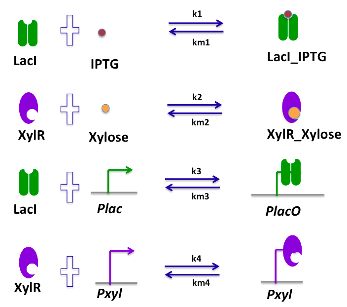 Team:Lyon-INSA/modelling - 2012.igem.org