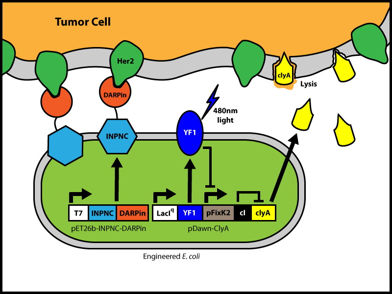 Team:Penn/DrugDeliverySystem - 2012.igem.org
