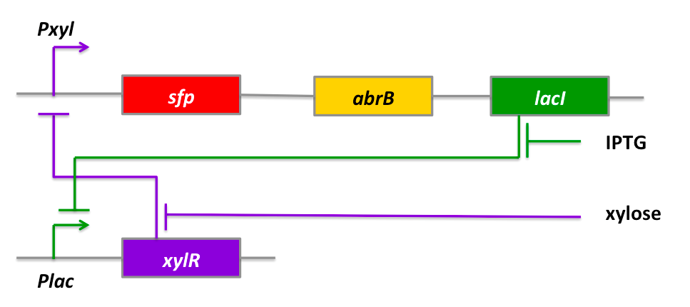Team:Lyon-INSA/modelling - 2012.igem.org