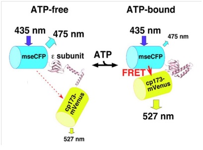 Team:Wageningen UR/pH biosensor - 2013.igem.org