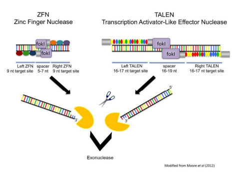 Team:UANL Mty-Mexico/project/DNA-Program-Supression - 2014.igem.org