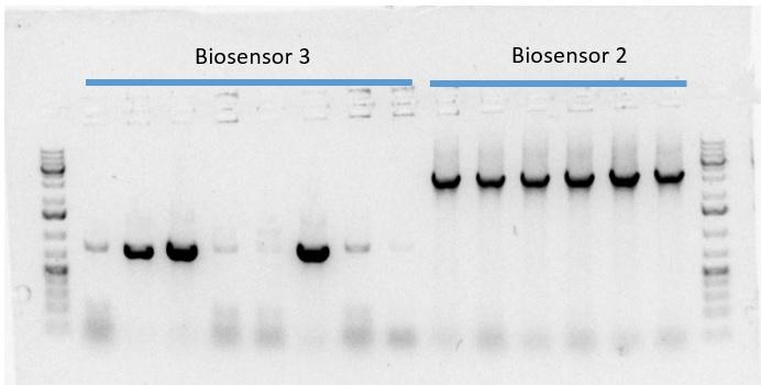 Team:Evry/Project/Biosensor - 2015.igem.org