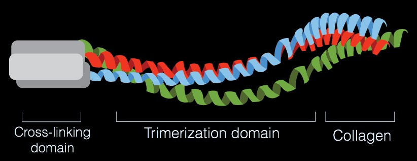Team:Stanford-Brown/SB16 BioMembrane Collagen - 2016.igem.org