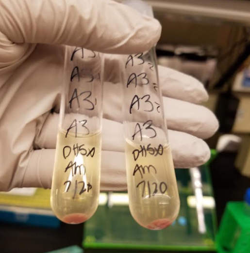 Team:Arizona State/Notebook - 2017.igem.org