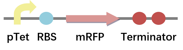 Team:SCU China/Repressilator/Repressilator/rbs - 2017.igem.org