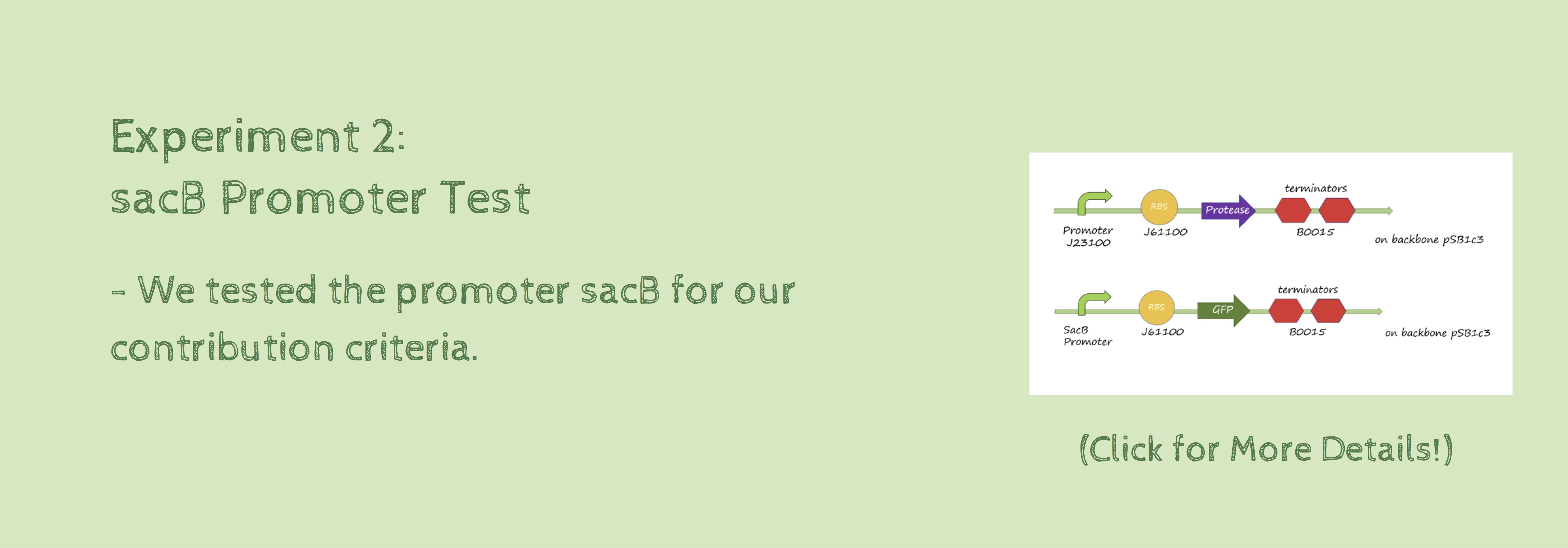 Team:SMS Shenzhen/Experiments - 2017.igem.org