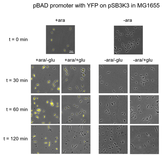 Part:BBa I0500 - parts.igem.org