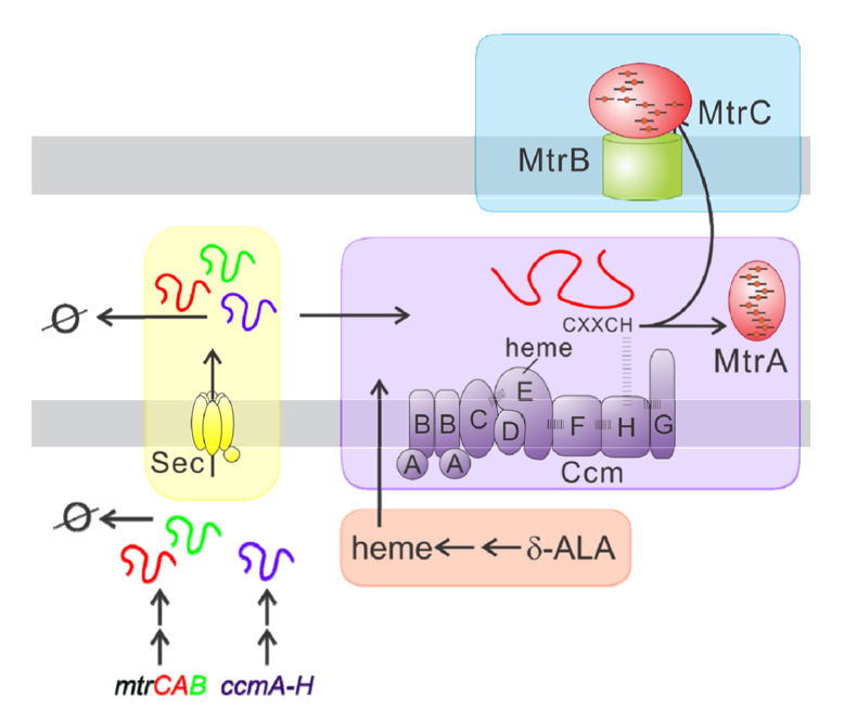Team:USTC/Design - 2017.igem.org