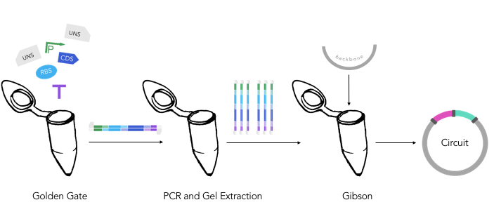Team:William and Mary/3G - 2018.igem.org
