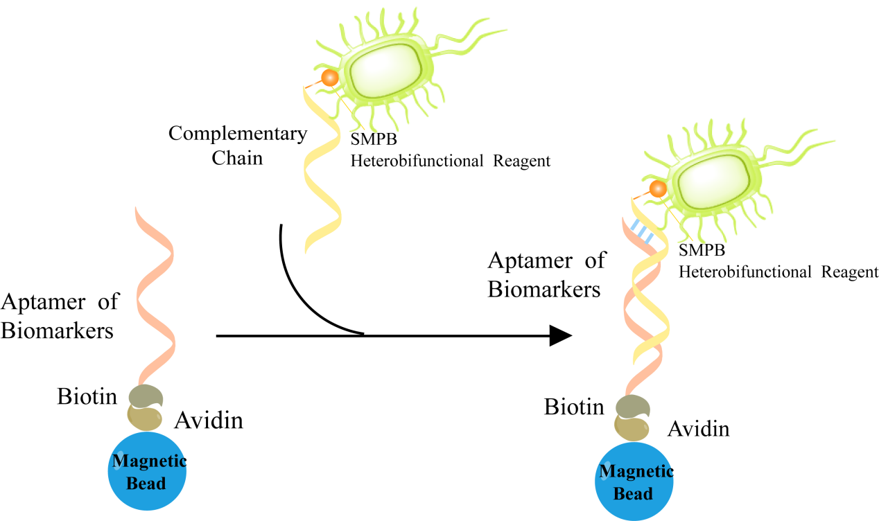 Team:BIT/Bio/Design - 2018.igem.org