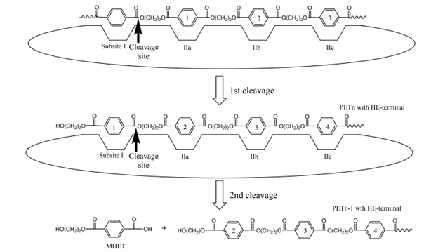 Team:Toronto/Background - 2019.igem.org