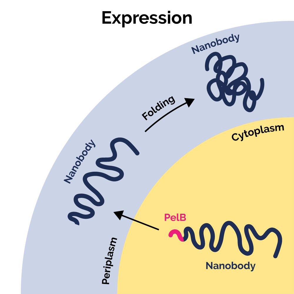 Team:Washington/Design - 2019.igem.org