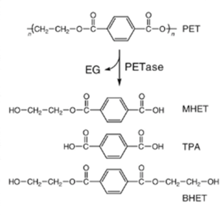 Team:Toronto/Background - 2019.igem.org