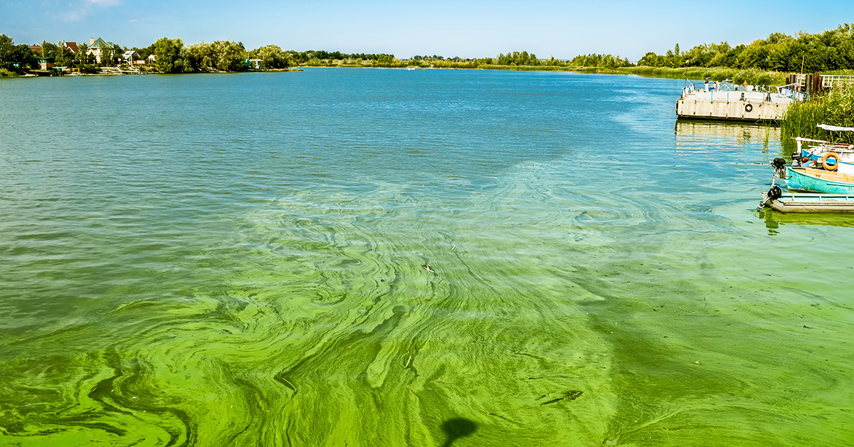 Cyanobacteria Algae Bloom