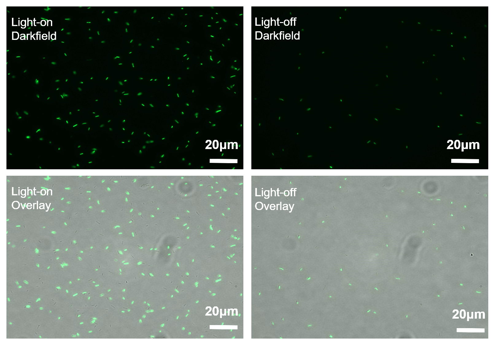Team:ShanghaiTech China/LightControl - 2019.igem.org
