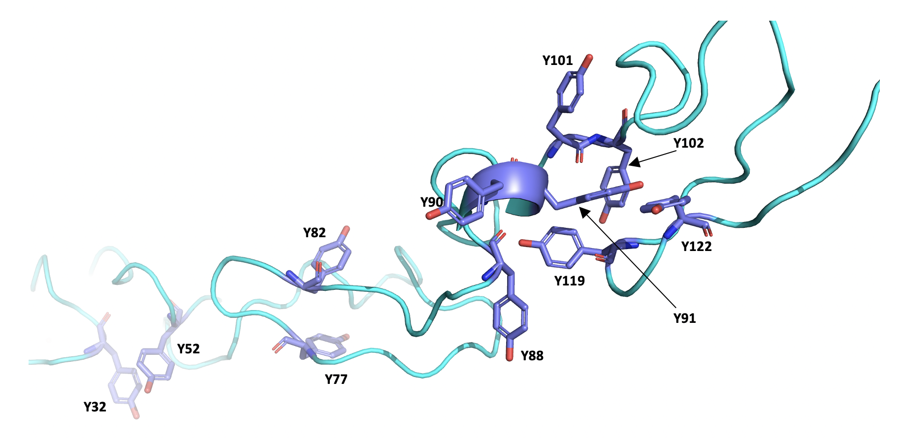 Team:KCL UK/Model - 2020.igem.org