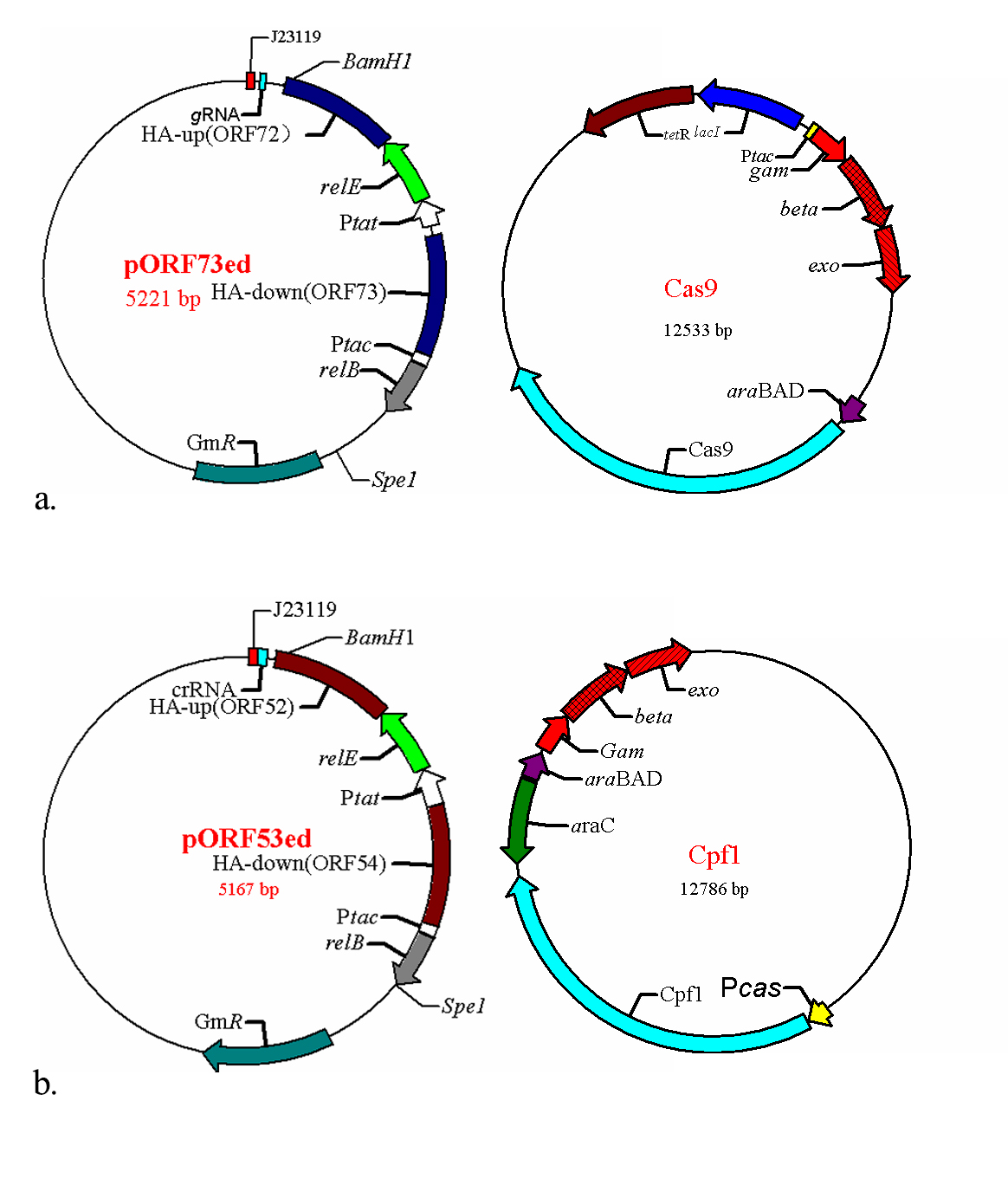 Team:SCUT China/Engineering - 2020.igem.org