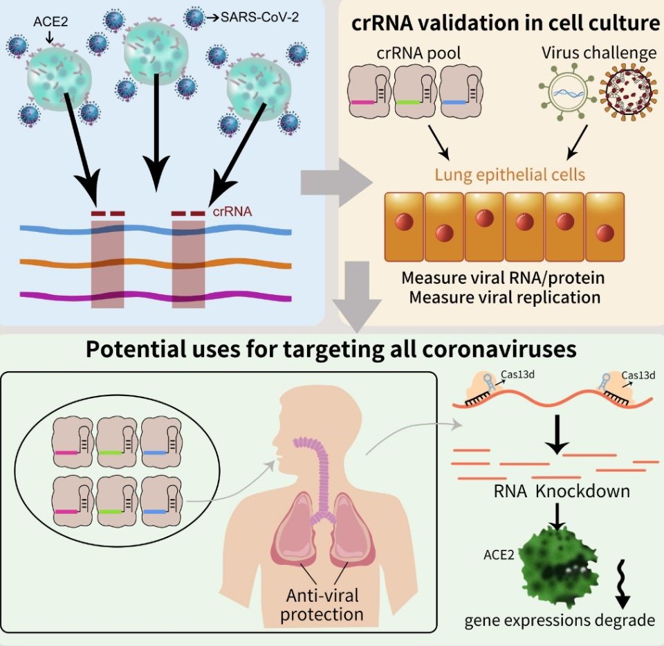 Team:LZU-CHINA/design - 2021.igem.org