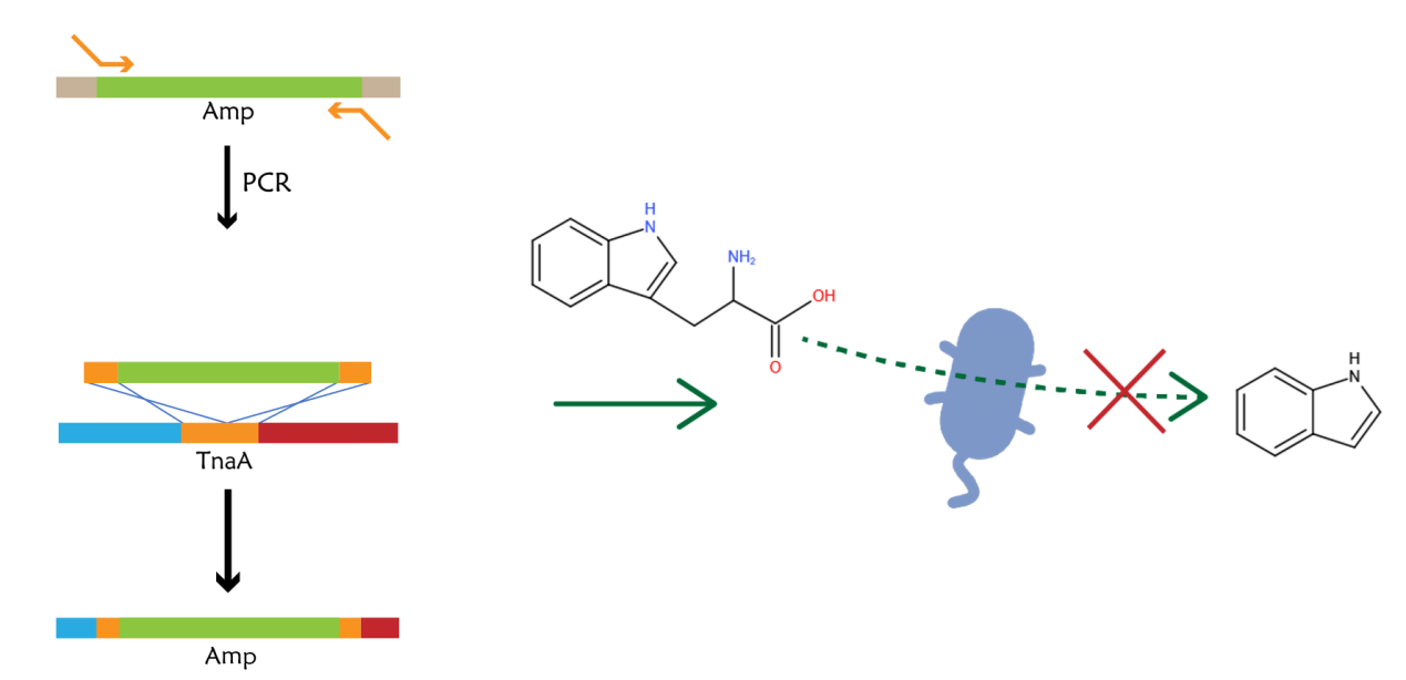 Team:BNUZ-China/Design - 2021.igem.org