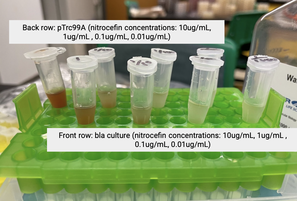 Team:WLC-Milwaukee/Proof Of Concept - 2021.igem.org