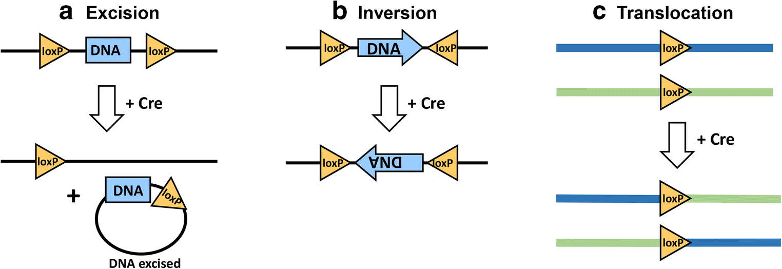 Team:MIT/Design - 2021.igem.org