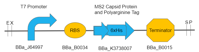 Team:Lethbridge/Parts - 2021.igem.org
