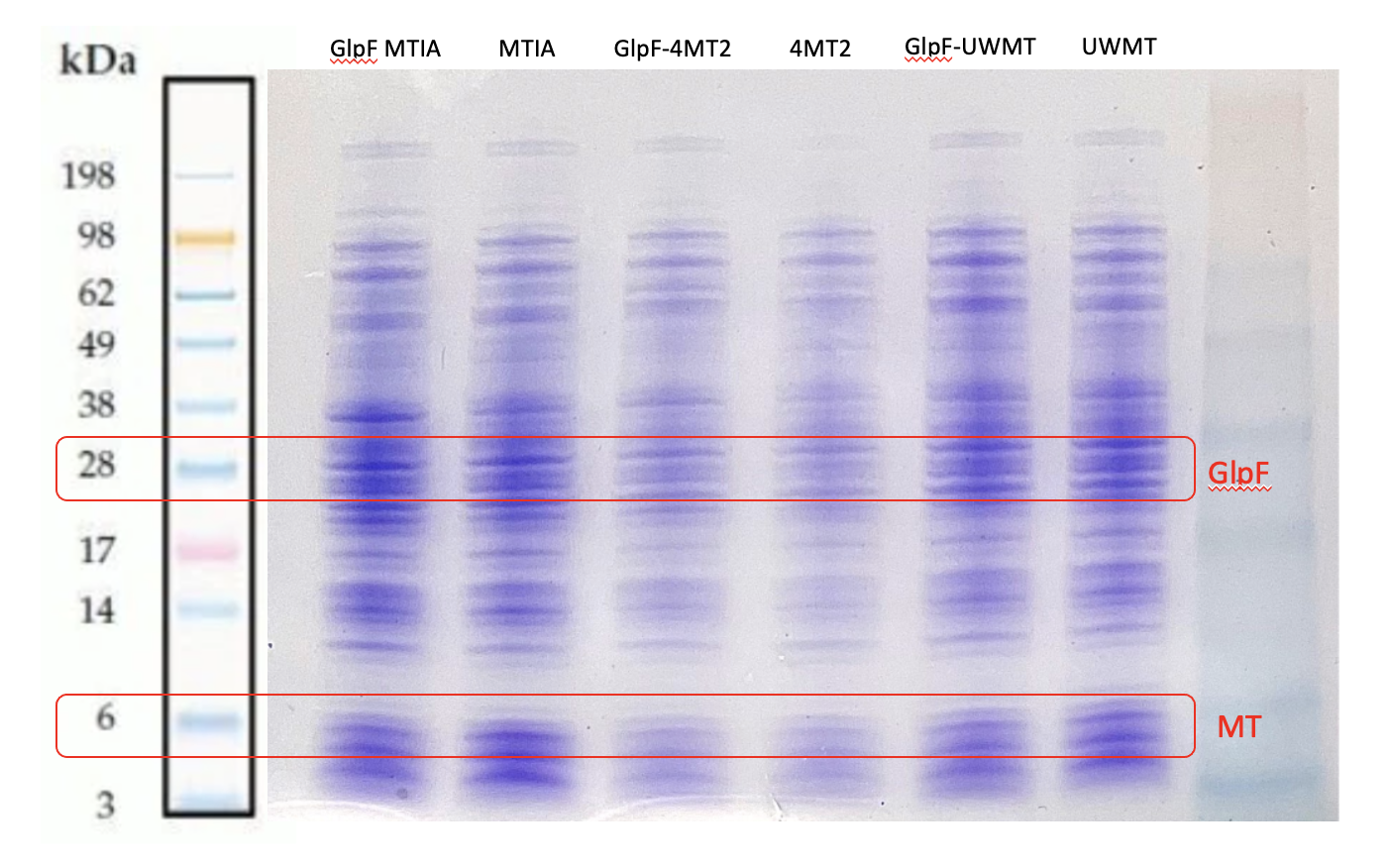Team:Washington/Results - 2021.igem.org