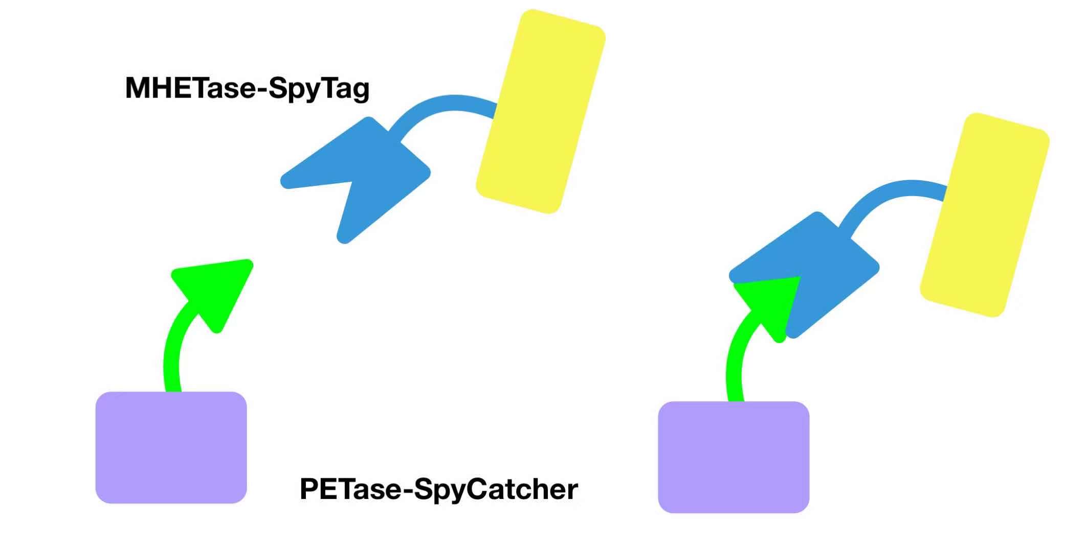 Team:ASTWS-China/Engineering - 2021.igem.org