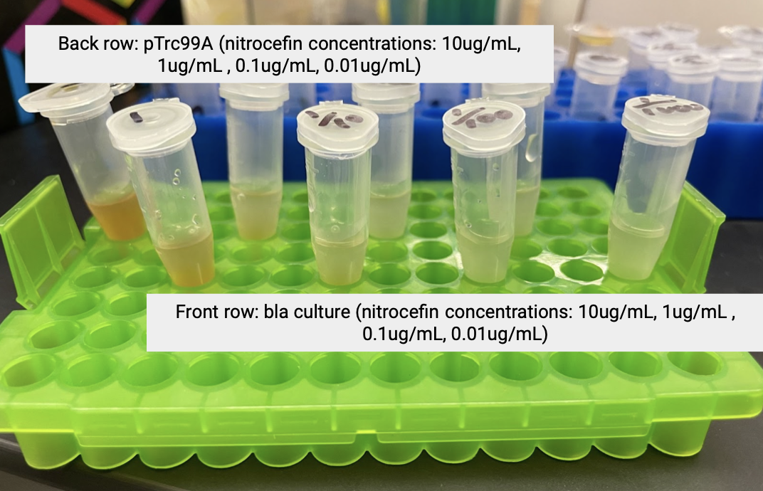 Team:WLC-Milwaukee/Proof Of Concept - 2021.igem.org