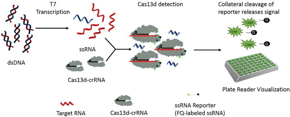 Team:LZU-CHINA/design - 2021.igem.org