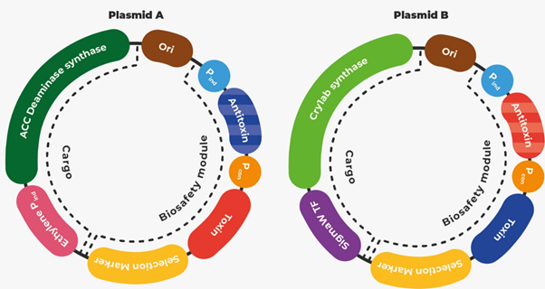 Team:MIT MAHE/Biosafety - 2021.igem.org