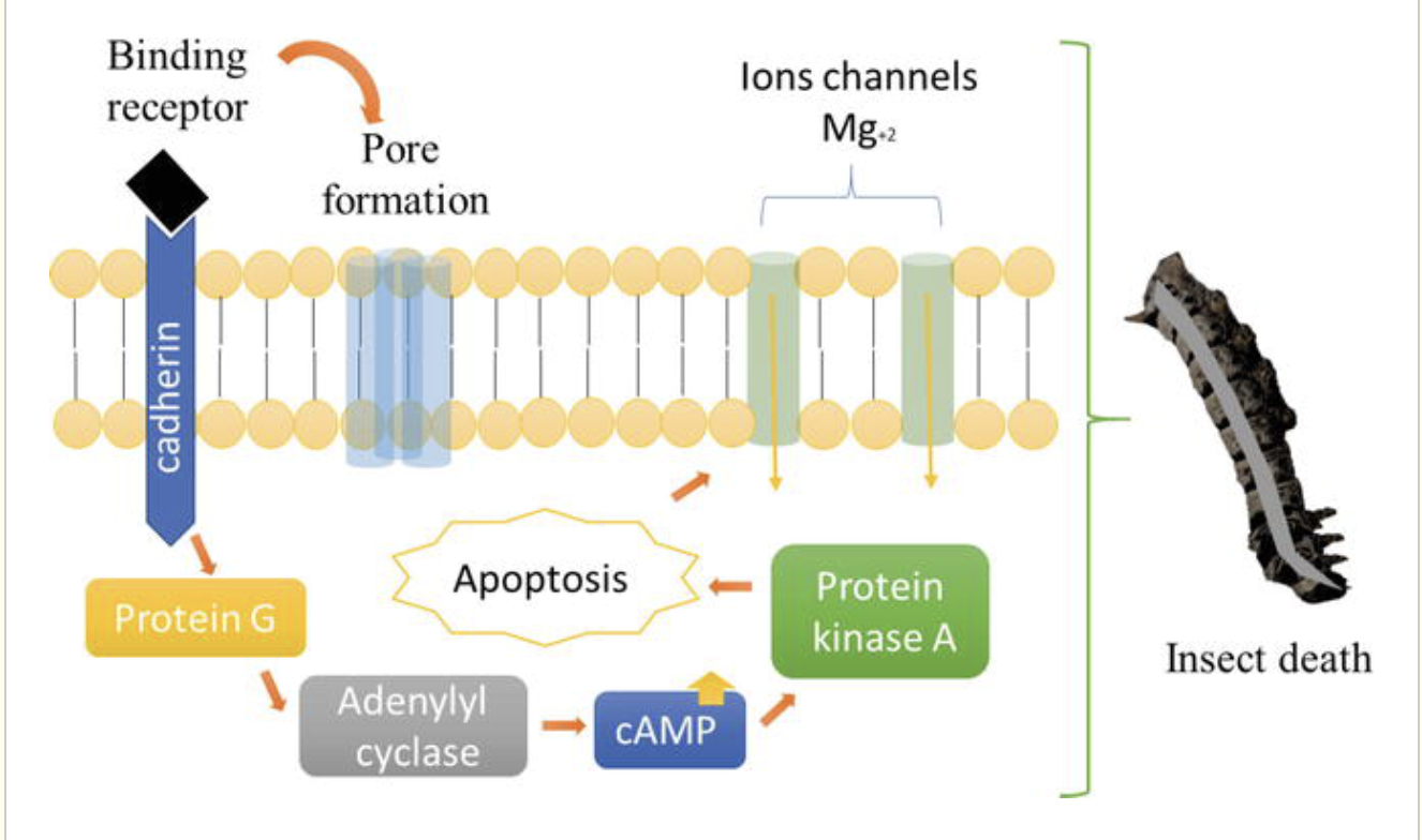 Team:MIT MAHE/Model - 2021.igem.org
