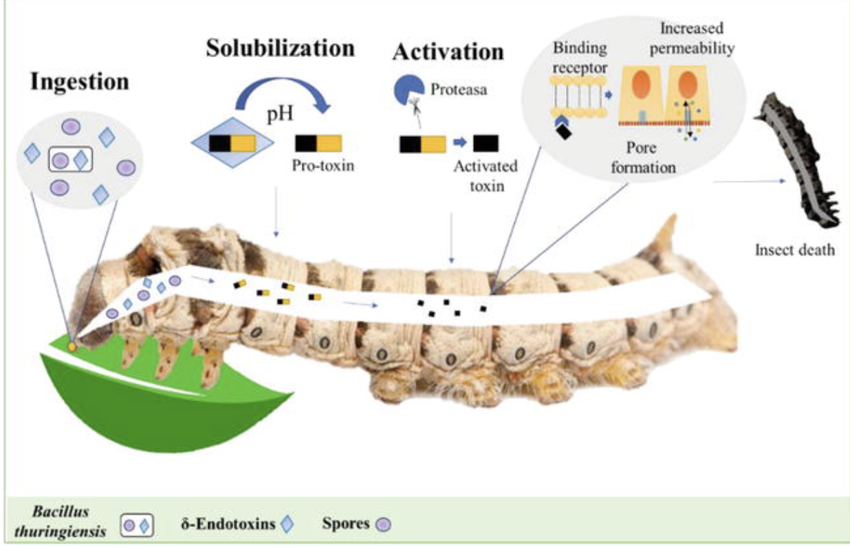 Team:MIT MAHE/Model - 2021.igem.org