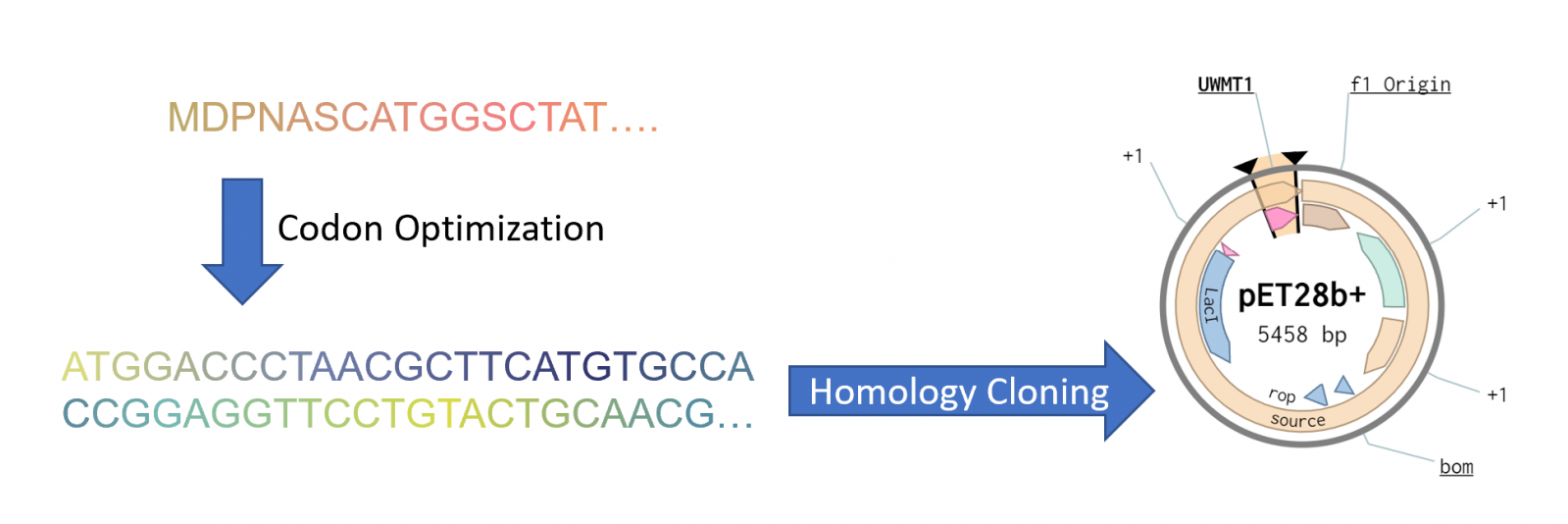 Team:Washington/Experiments - 2021.igem.org