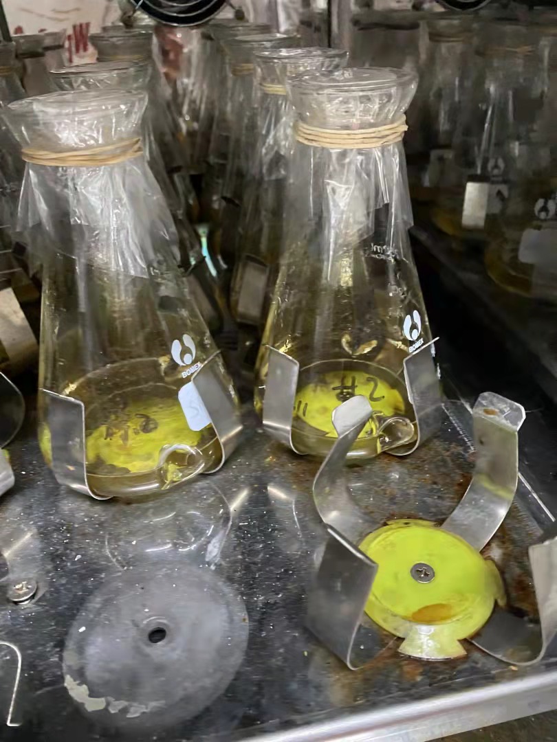 Team:BUCT/Results - 2021.igem.org