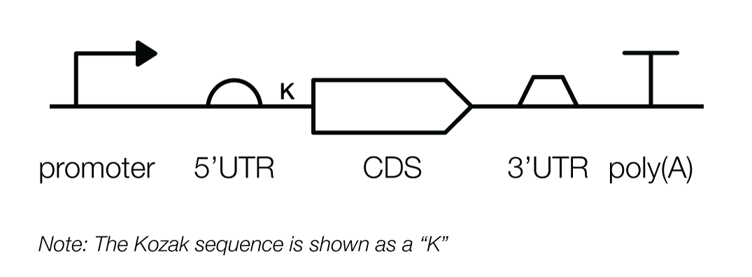 iGEM Technology